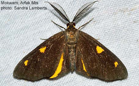 Papua Insects Foundation (Lepidoptera/Geometridae(Ennominae)/Ctimene ...